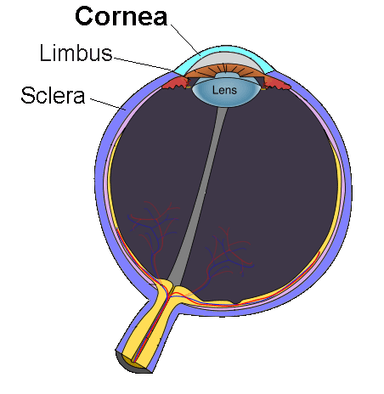 Amniotic Membrane (PROKERA) | Treatment Guide | Kerbside